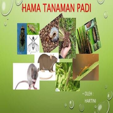 HAMA TANAMAN PADI PPT.pptx