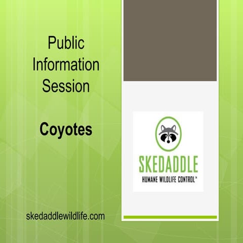 Hamilton, Ontario Coyote Presentation | PPTX | Dogs | Pets