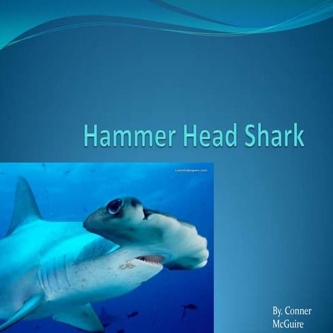 Hammer head shark c.m. | PPTX