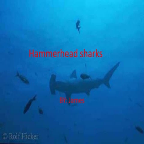 Hammerhead Sharks | PPTX