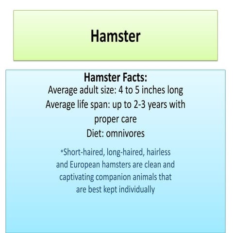 Hamster | PPTX
