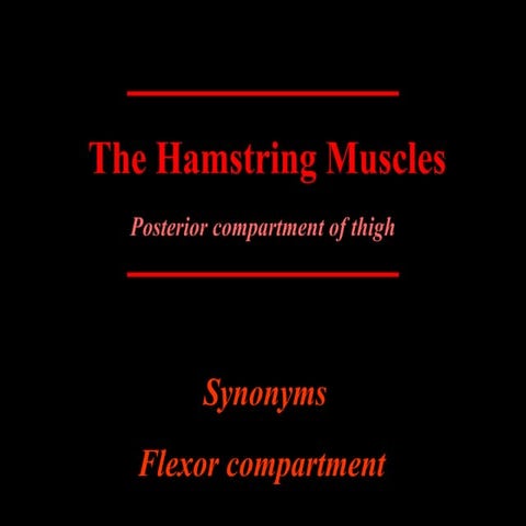 hamstring muscles popliteal fossa 1.ppt