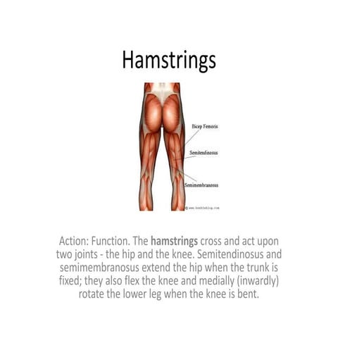 Hamstrings | PPTX
