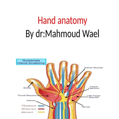 Hand anatomical structures presentations | PPTX | Death, Injury, or ...