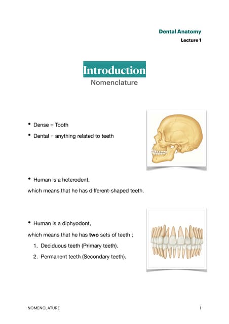 Eruption sequence of primary teeth | PPTX | Dental Health | Diseases and Conditions