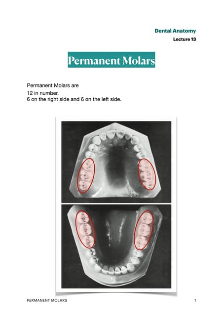 morphology of mandibular 1st,2nd,3rd molars teeth | PPT