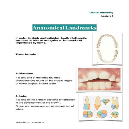 Handout, Lecture 3.pdf | Dental Health | Diseases and Conditions