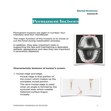 Handout, Lecture 6.pdf | Dental Health | Diseases and Conditions