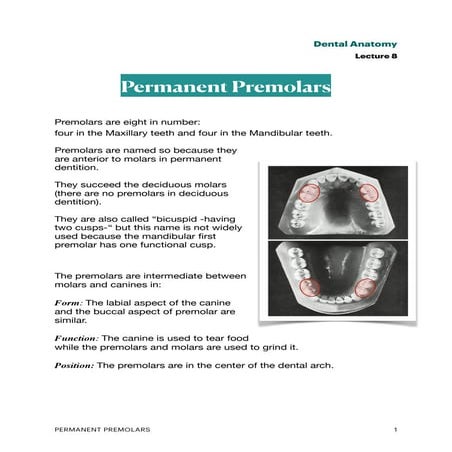 10 drawing of-posterior_teeth_-practical_-_4 | PDF