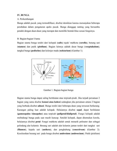 Laporan praktikum 7 rumus bunga dan diagram bunga (morfologi tumbuhan ...