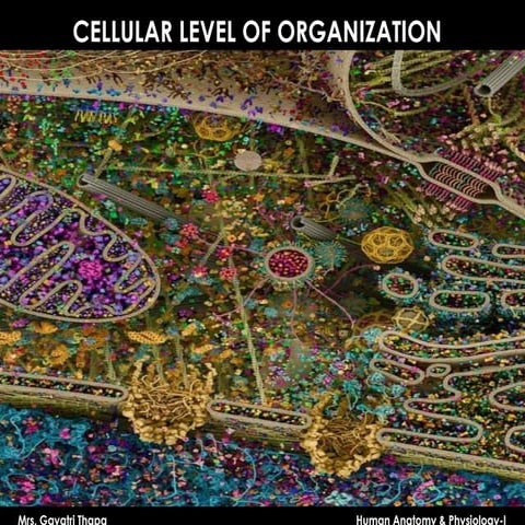 HAP- cellular level of organization.pptx