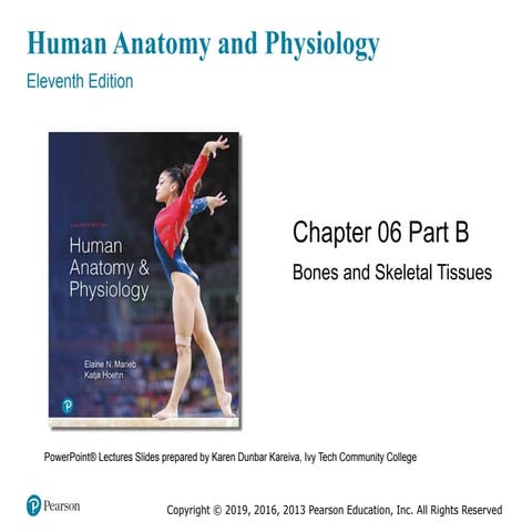 Bone development & growth | PPTX