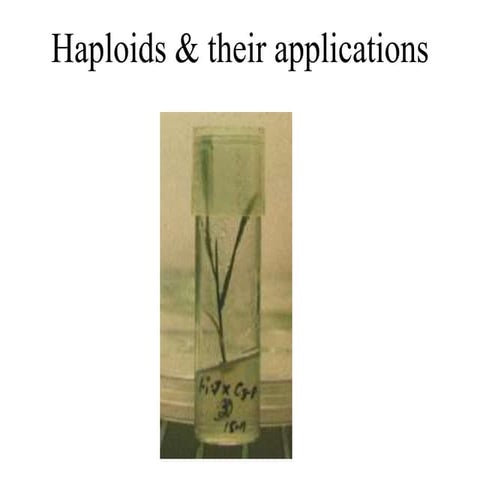 haploid.ppt
