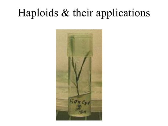 Haploid Production - Techniques, Application & Problem | PPTX