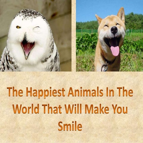 The Happiest Animals In The World That Will Make You Smile | PPTX