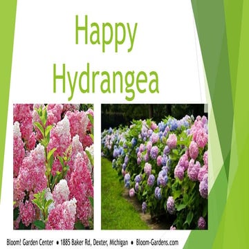 Happy Hydrangea | PPTX