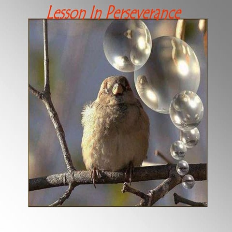 Learn from birds | PPT