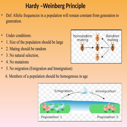 Hardy weinberg principle 12 th class Ppt Presentation | PPTX