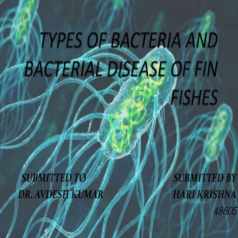 Bacterial disease in fish & shrimp