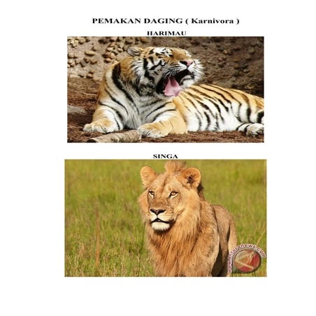 Harimau | DOC