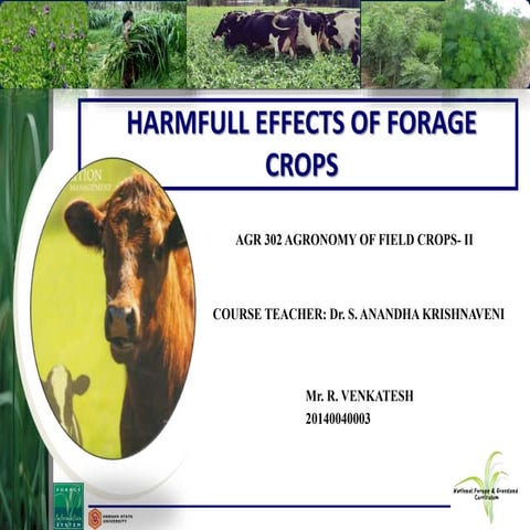 Harmful effects of forage crops | PPTX | Agriculture | Industries