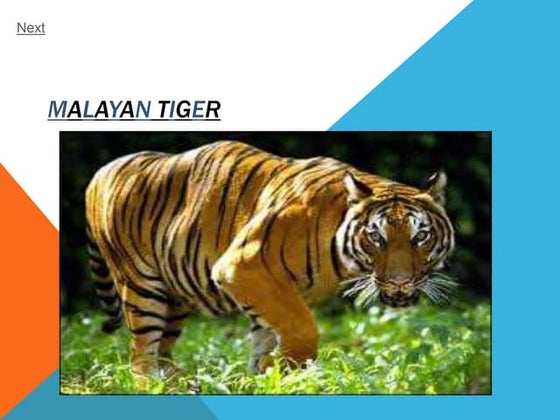 Adaptation-of-Tigers-to-Tropical-Environments-The-Malayan-Tiger.pptx