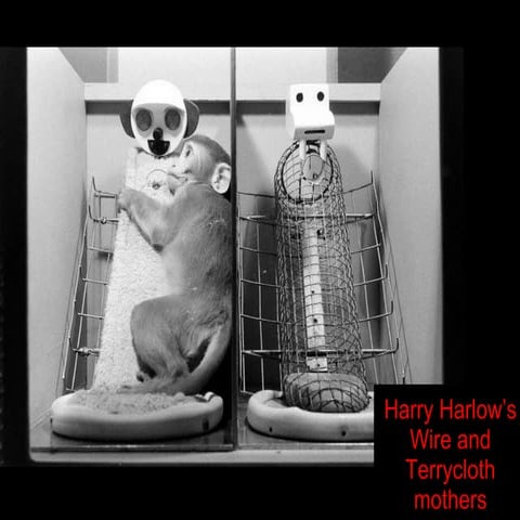Wire and Terrycloth Mothers | PPT