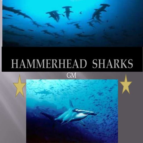 Hartman hammerhead shark | PPTX | Zoos & Aquariums | Attractions