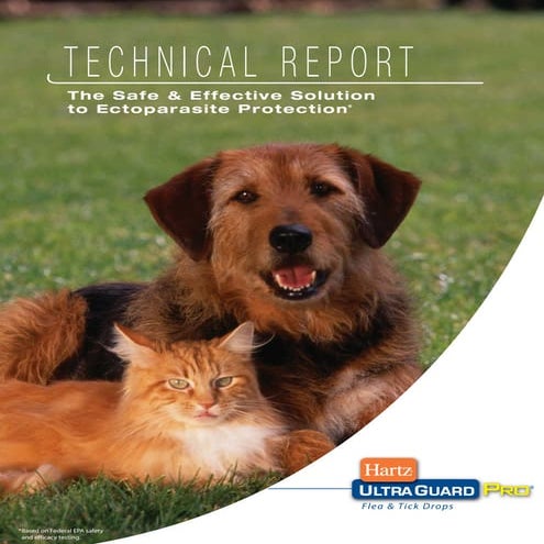 15 Tumbu fly larva.power point prensation | PPT