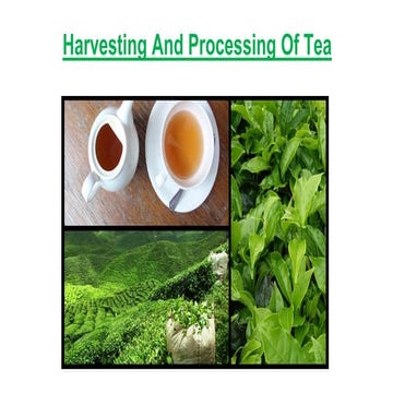 Harvesting and processing of tea_KSMS_BHHA_2nd Sem_Anirban Chowdhury_20th March 2020 | PPTX