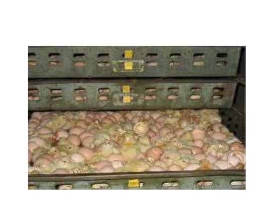 calculation of haugh unit of egg | DOC | Nutrition | Healthy Living