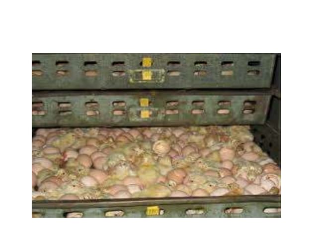 Demonstration of housing and layout plans for poultry [autosaved] | PPTX