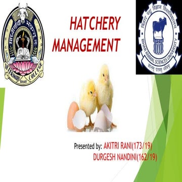 Hatchery management.pptx informative ppt regrding layer bird | PPT