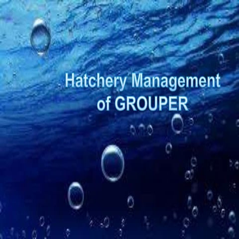 Hatchery Management of Grouper | PPTX