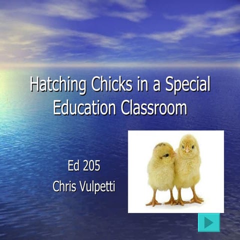 Hatching Chicks In A Special Education Classroom | PPT