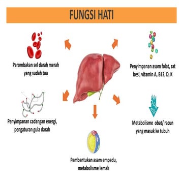 Pesanan dan fungsi organ Hati Manusia dalam Menjaga Kesehatan.pdf