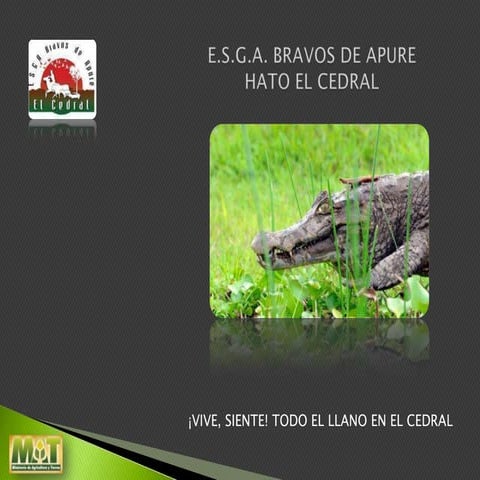 Hato | PPTX