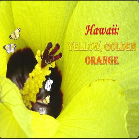 Hawaii Yellow, Golden, Orange | PPT