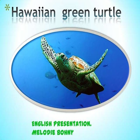 Hawaiian green turtle | PPT