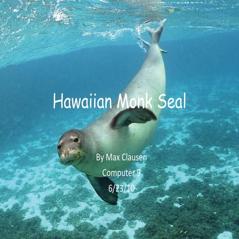 Hawaiian monk seal | PPT