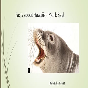 Monk seal | PPT
