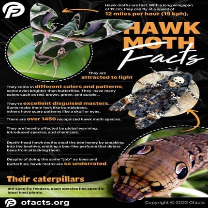 Hawk moth facts | PDF