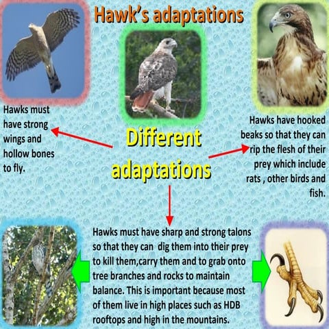 Hawks Adaptations | PPS