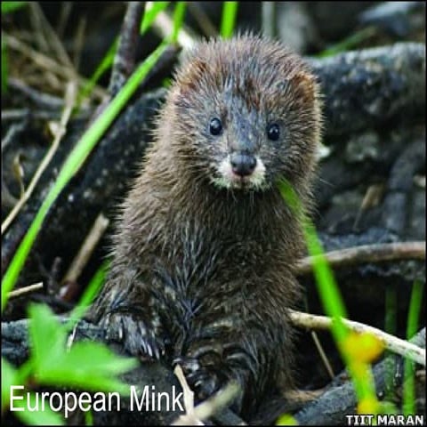 European Mink | PPT