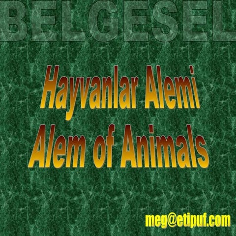 Hayvanlar Alemi - Alem of Animals Belgesel | PPS