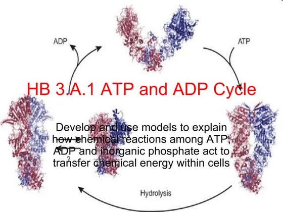 W1 PPT ATP-ADP Cycle.pdf