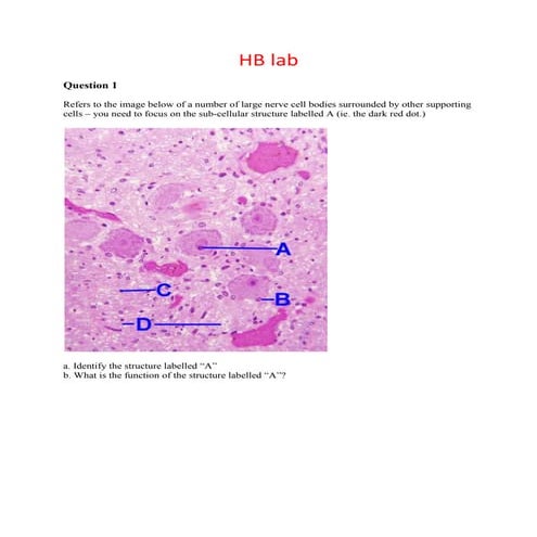 Hb lab questions | PDF