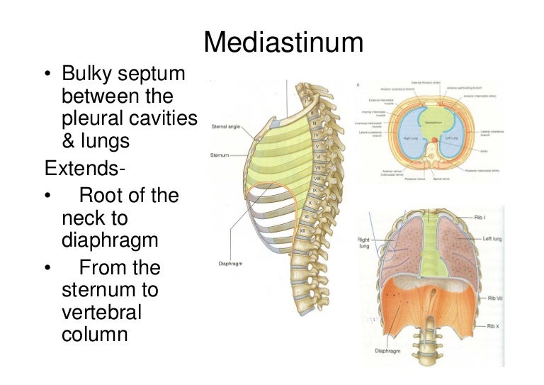 Superior Mediastinum superior-mediastinum