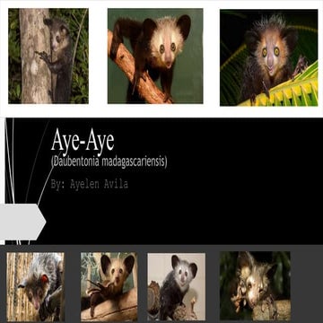 Animal aye- aye jejejejjejeejjejeejejejejejej | PPT