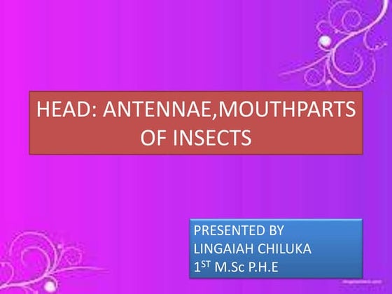 Insect integument | PPT | Chemistry | Science